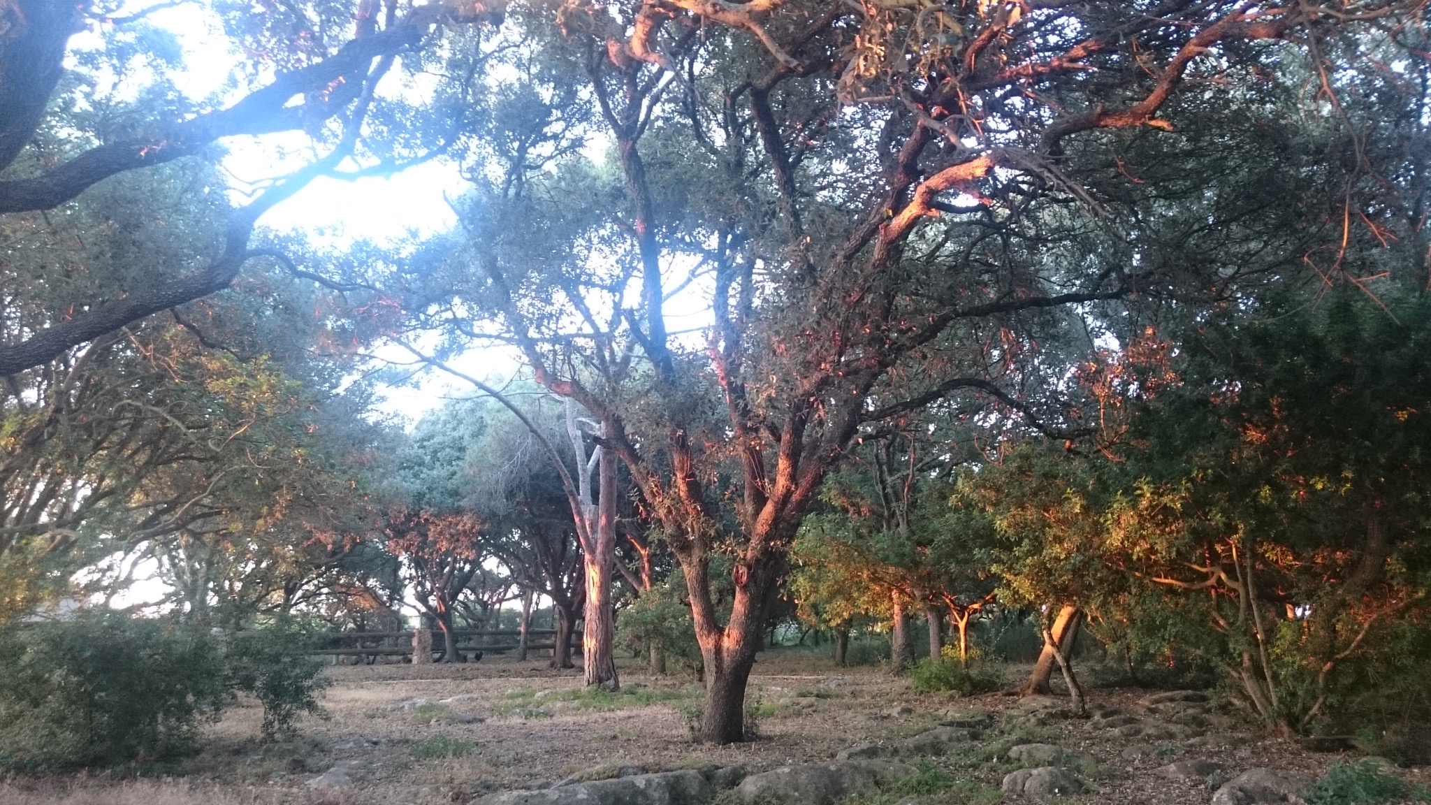 El encinar de la diosa (Menorca II) – Este murciano Jardín